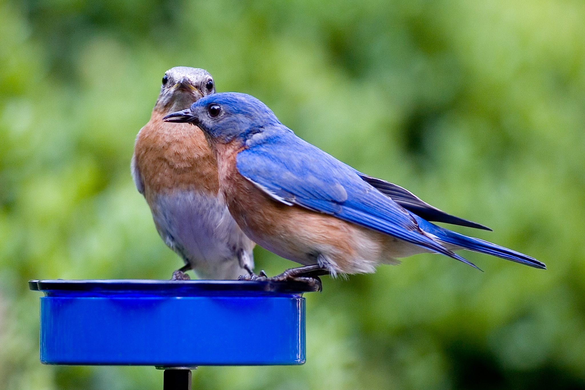 Wing Haven Gardens and Bird Sanctuary - Bucketlisted